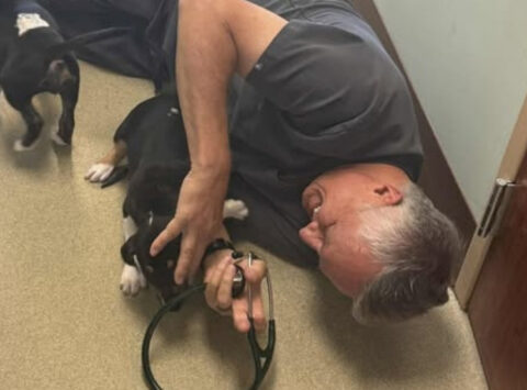 Pet Routine Bloodwork In Plymouth, IN | Parrett Veterinary Clinic